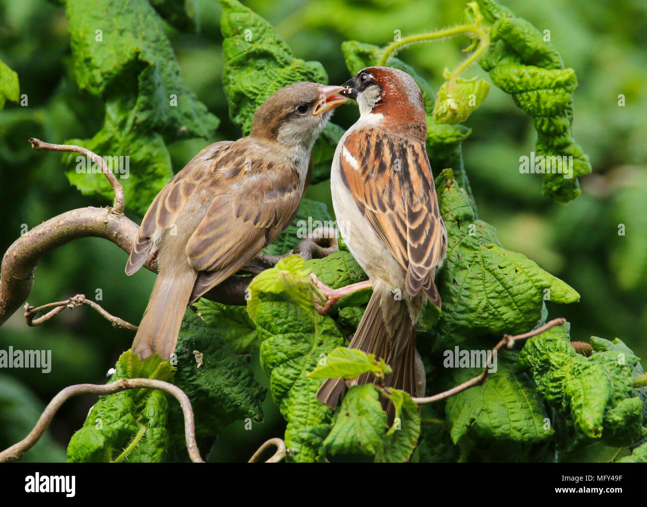 Adult house sparrow (passer domesticus) feeding a juvenile in a garden ...