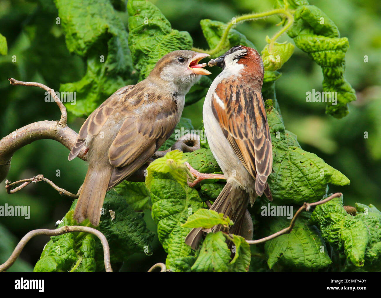 Juvenile Tree Sparrow High Resolution Stock Photography and Images - Alamy