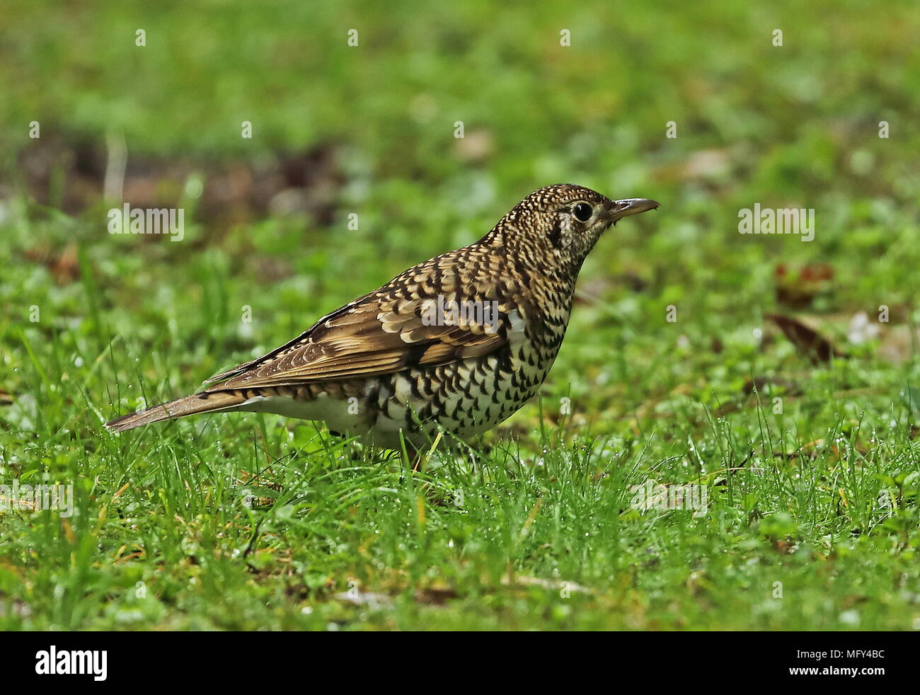 Asian thrush hi-res stock photography and images - Alamy