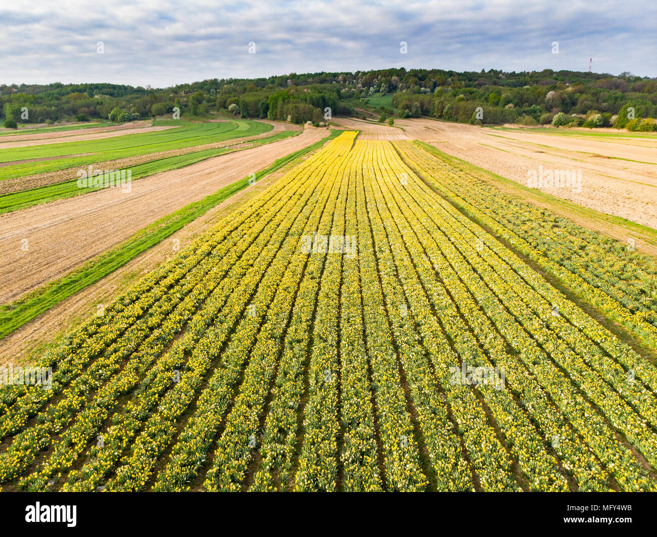 Spring flowers plantation, aerial from drone Stock Photo - Alamy