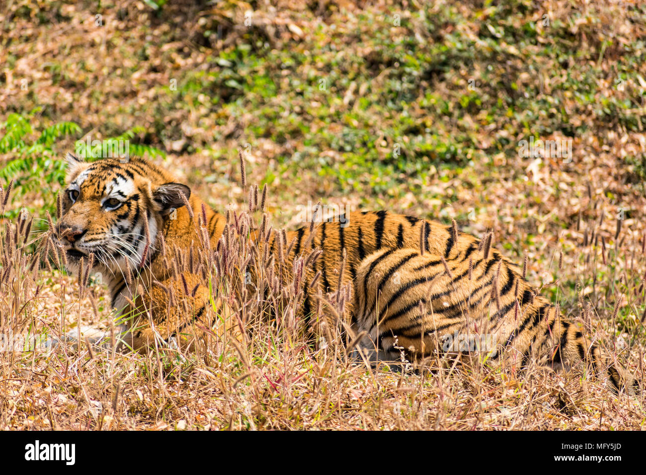 Bengal tiger close view at zoo at different position at national park ...