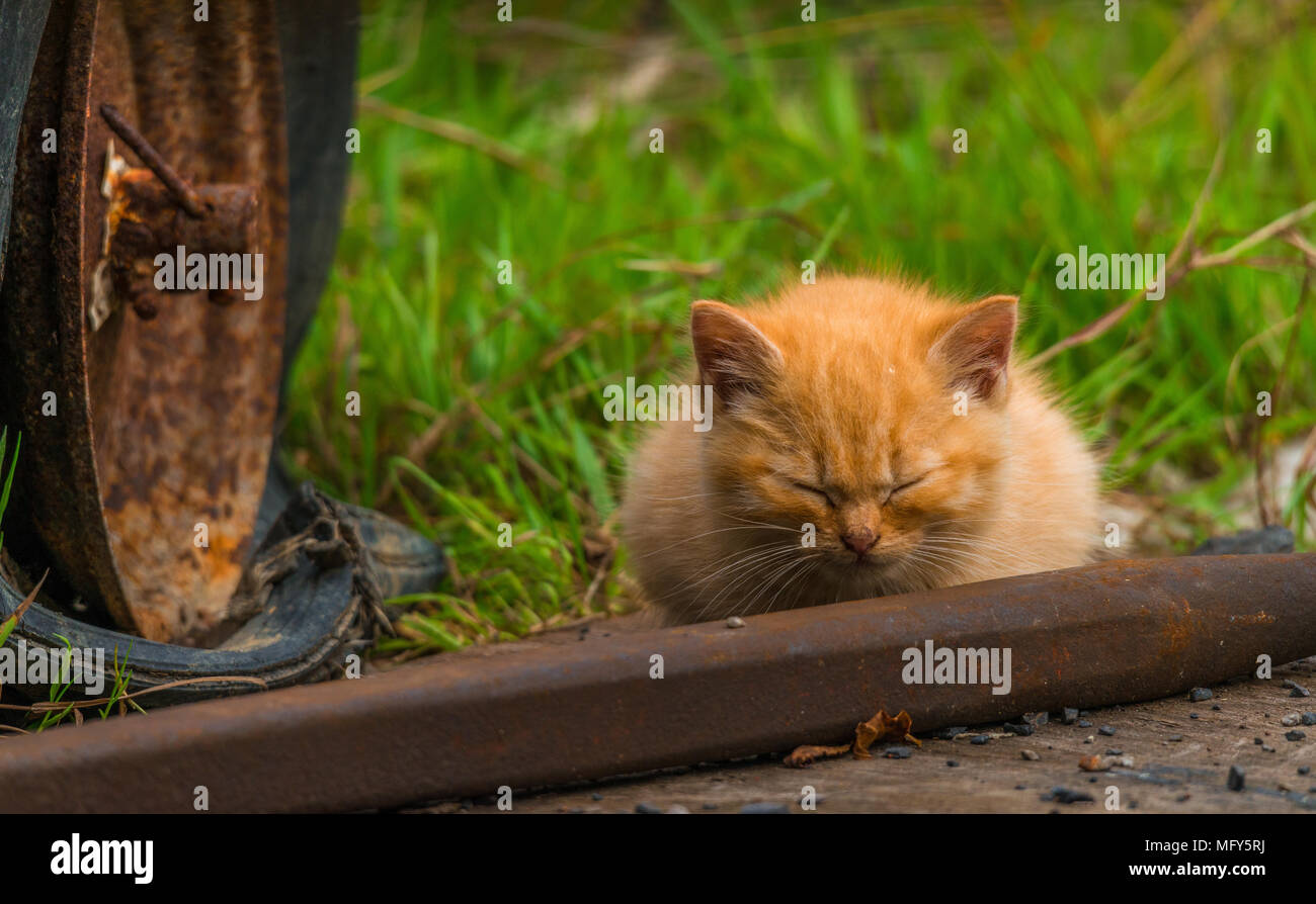 Cute little red kitten, cat with blue eyes is sleepy, yawms and meows ...