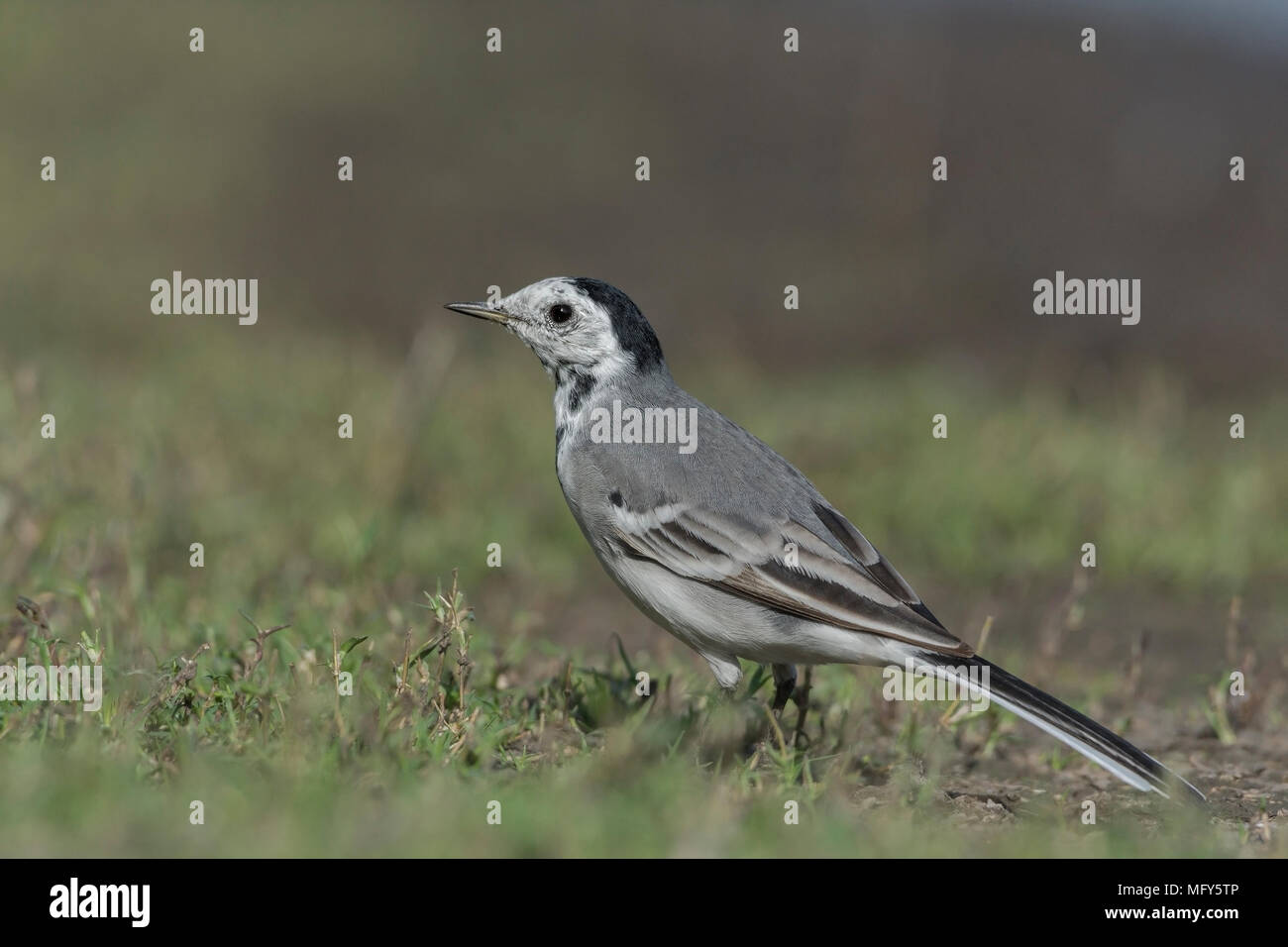 White Wagtail (Motacilla alba Stock Photo - Alamy