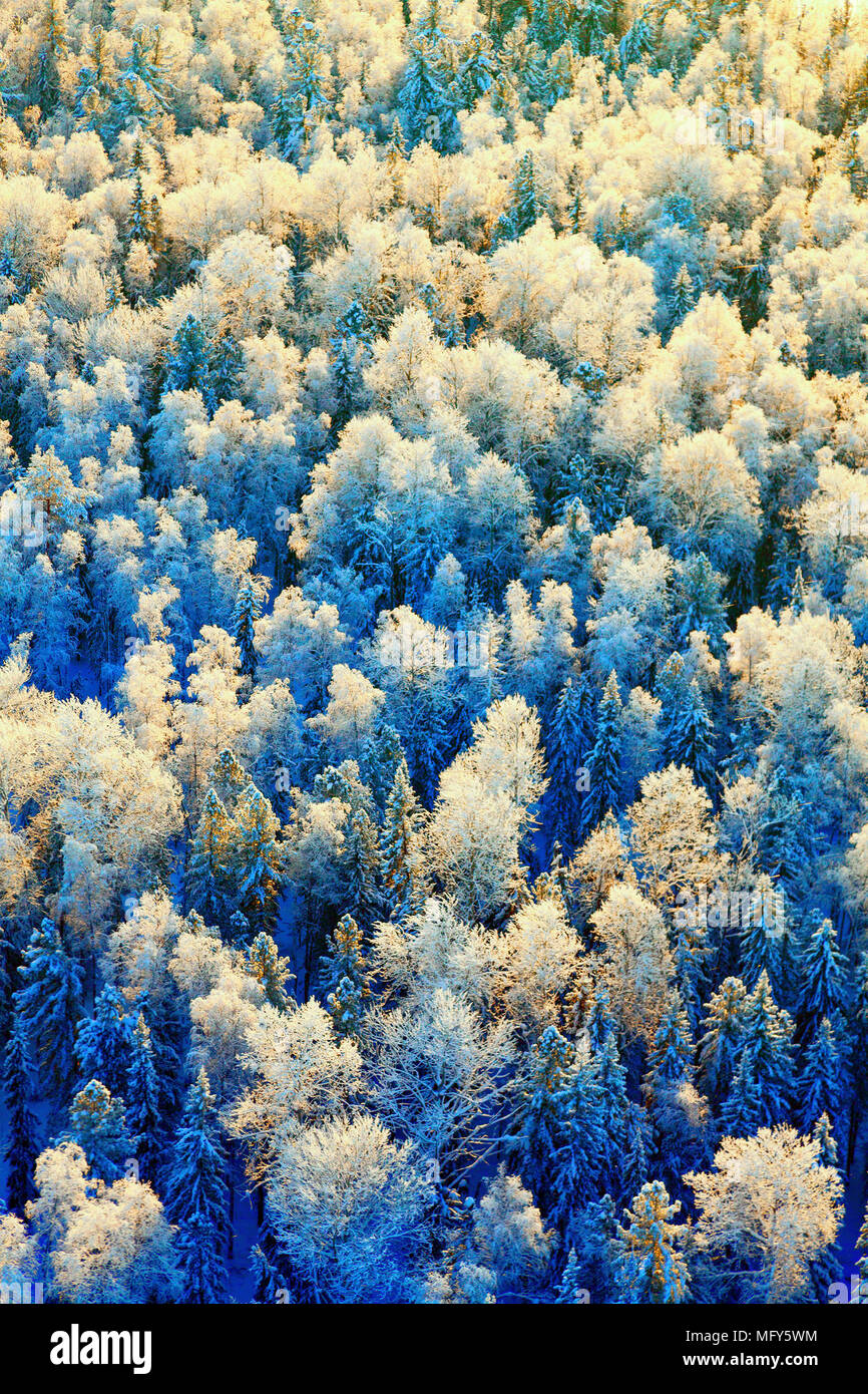 Winter top view forest hi-res stock photography and images - Alamy