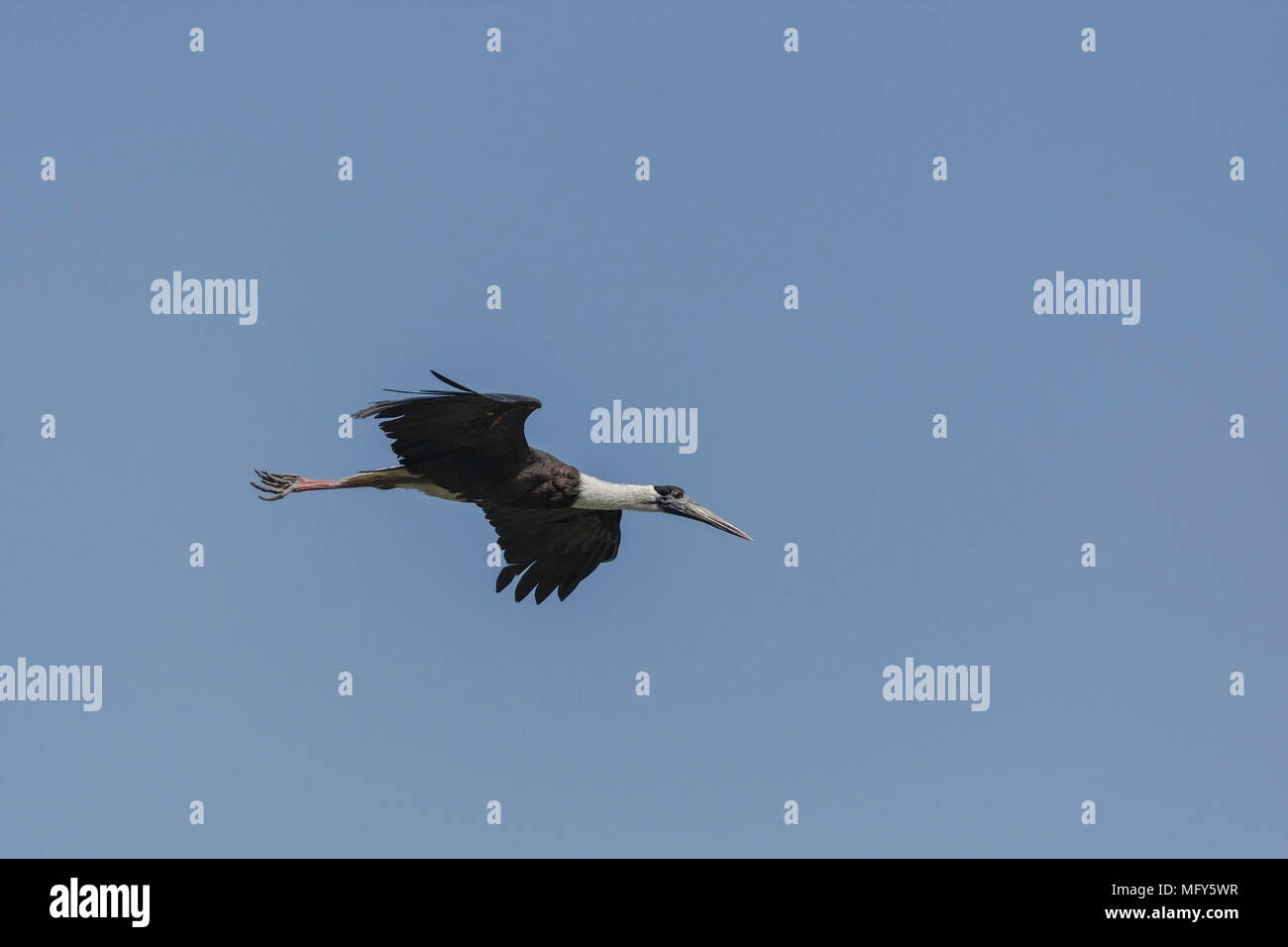 Woolly-Necked Stork or White Necked stork (Ciconia episcopus) In Flight ...