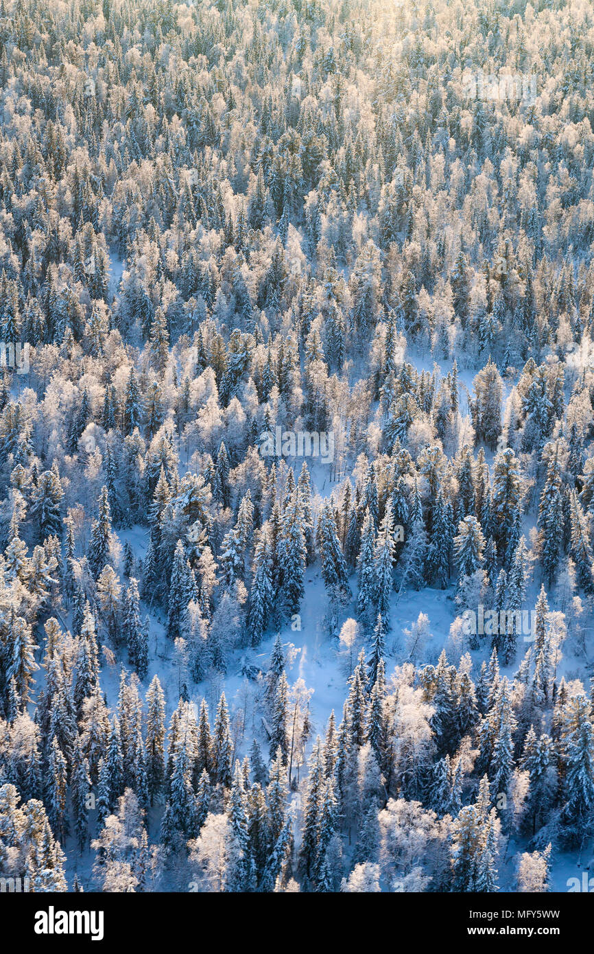 Top view of winter forest Stock Photo - Alamy
