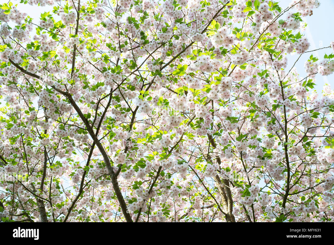 Prunus ‘Ichiyo ’. Japanese Cherry Tree ‘Ichiyo ’ blossom. UK Stock ...
