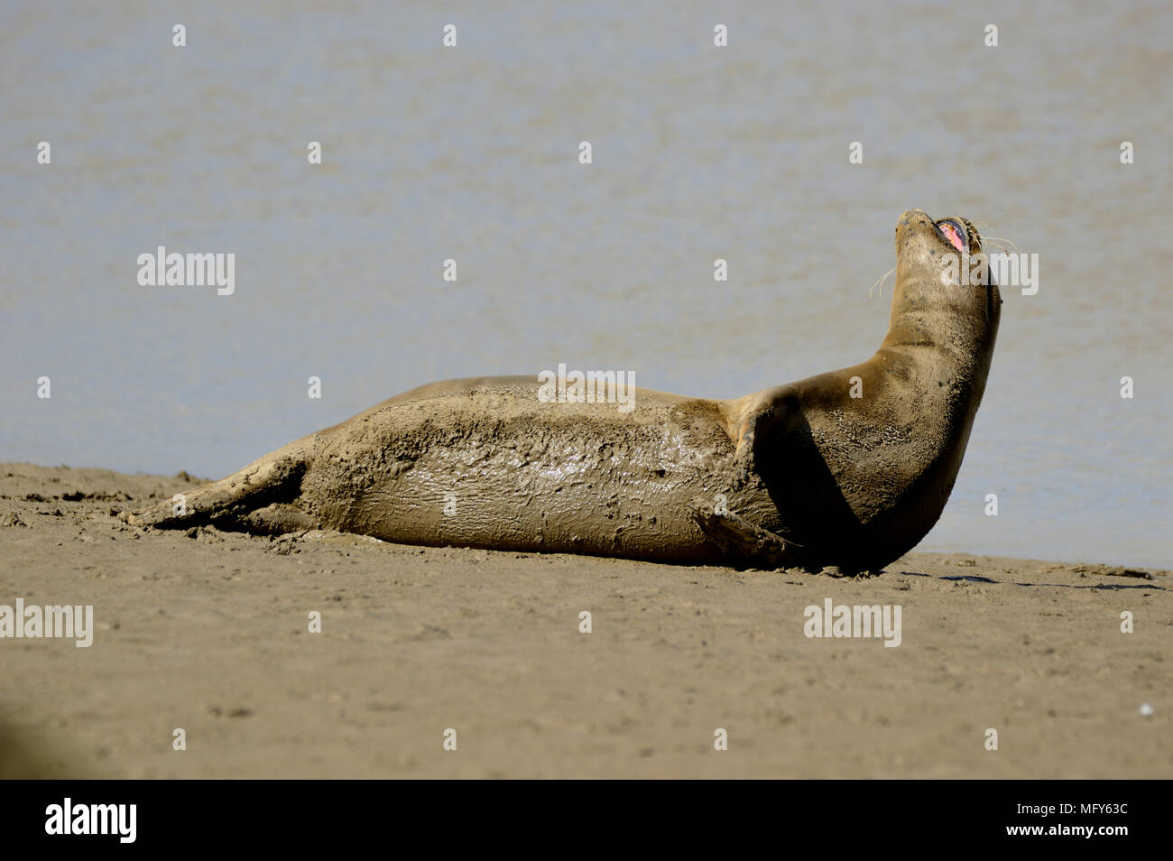 A Seal on a mud bank Stock Photo - Alamy