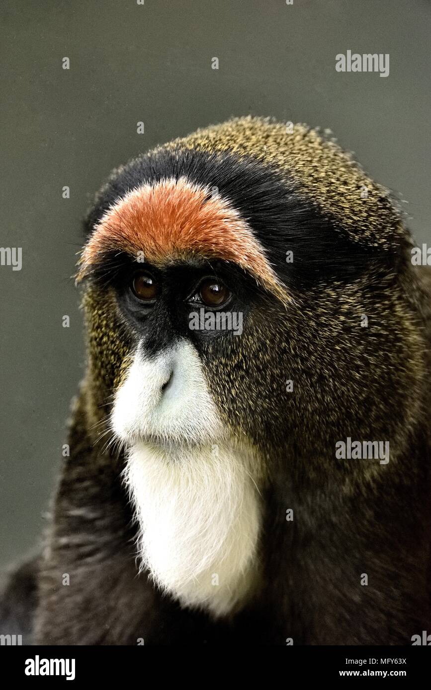 A De brazza's monkey Stock Photo - Alamy