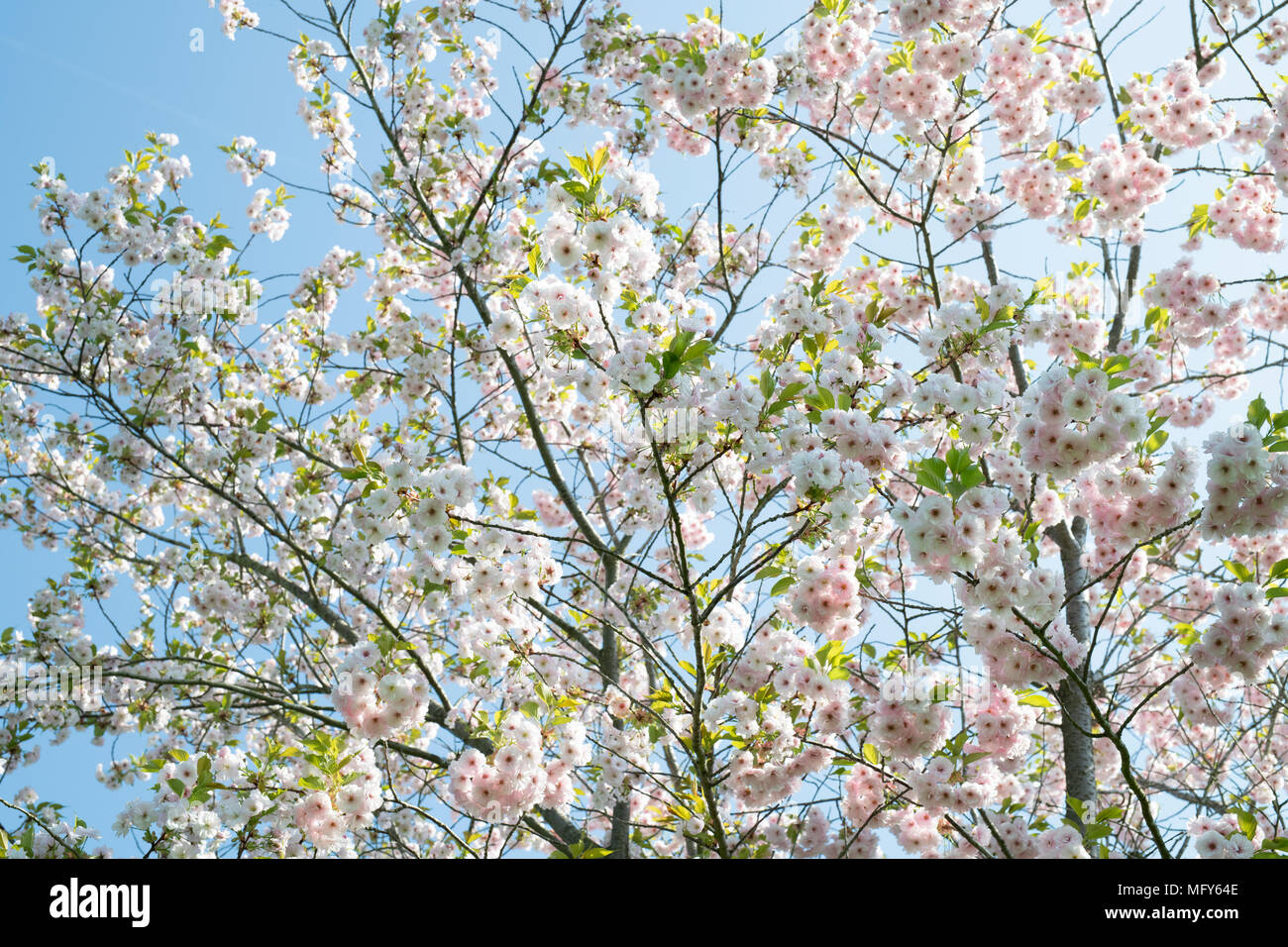 Prunus ‘Ichiyo ’. Japanese Cherry Tree ‘Ichiyo ’ blossom. UK Stock ...