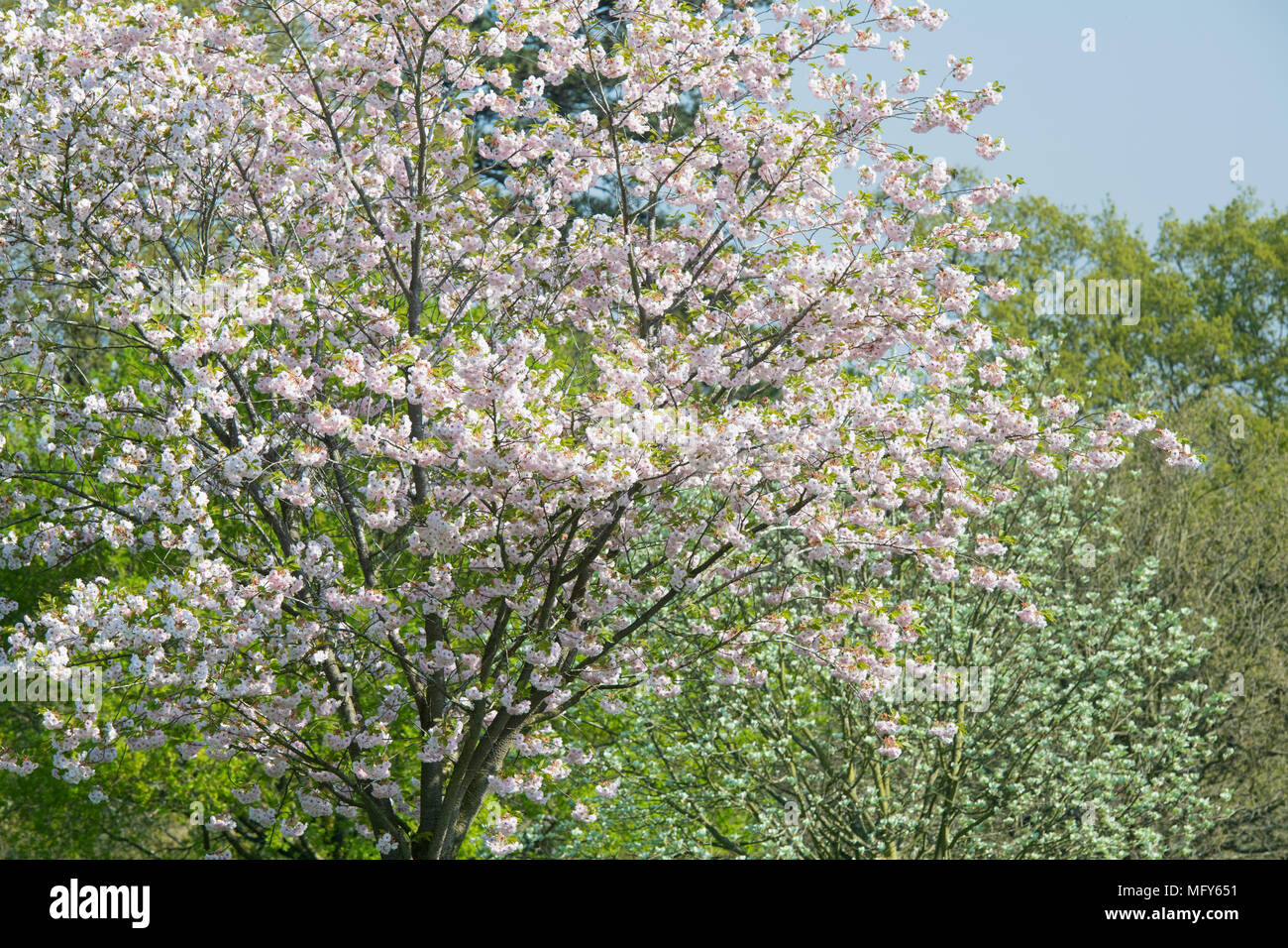 Prunus ‘Ichiyo ’. Japanese Cherry Tree ‘Ichiyo ’ blossom. UK Stock ...