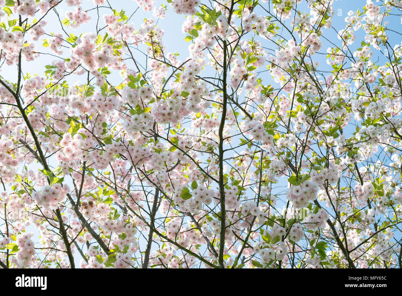 Prunus ‘Ichiyo ’. Japanese Cherry Tree ‘Ichiyo ’ blossom. UK Stock ...