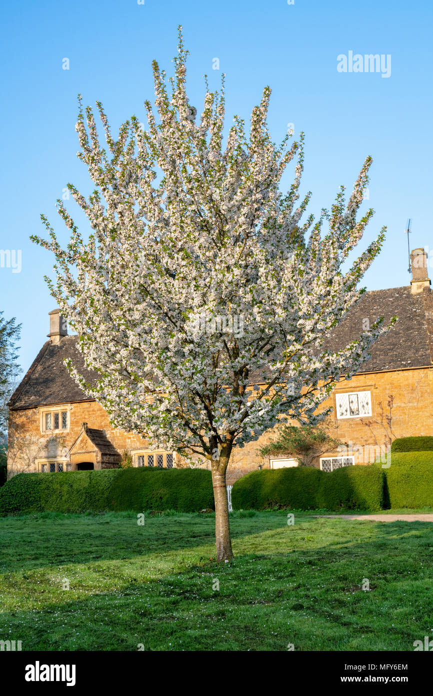 Cherry tree blossom and english cottages in spring. Great Tew ...