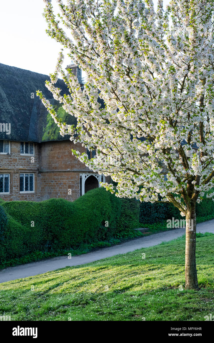 Village Of Cherry Tree High Resolution Stock Photography and Images - Alamy