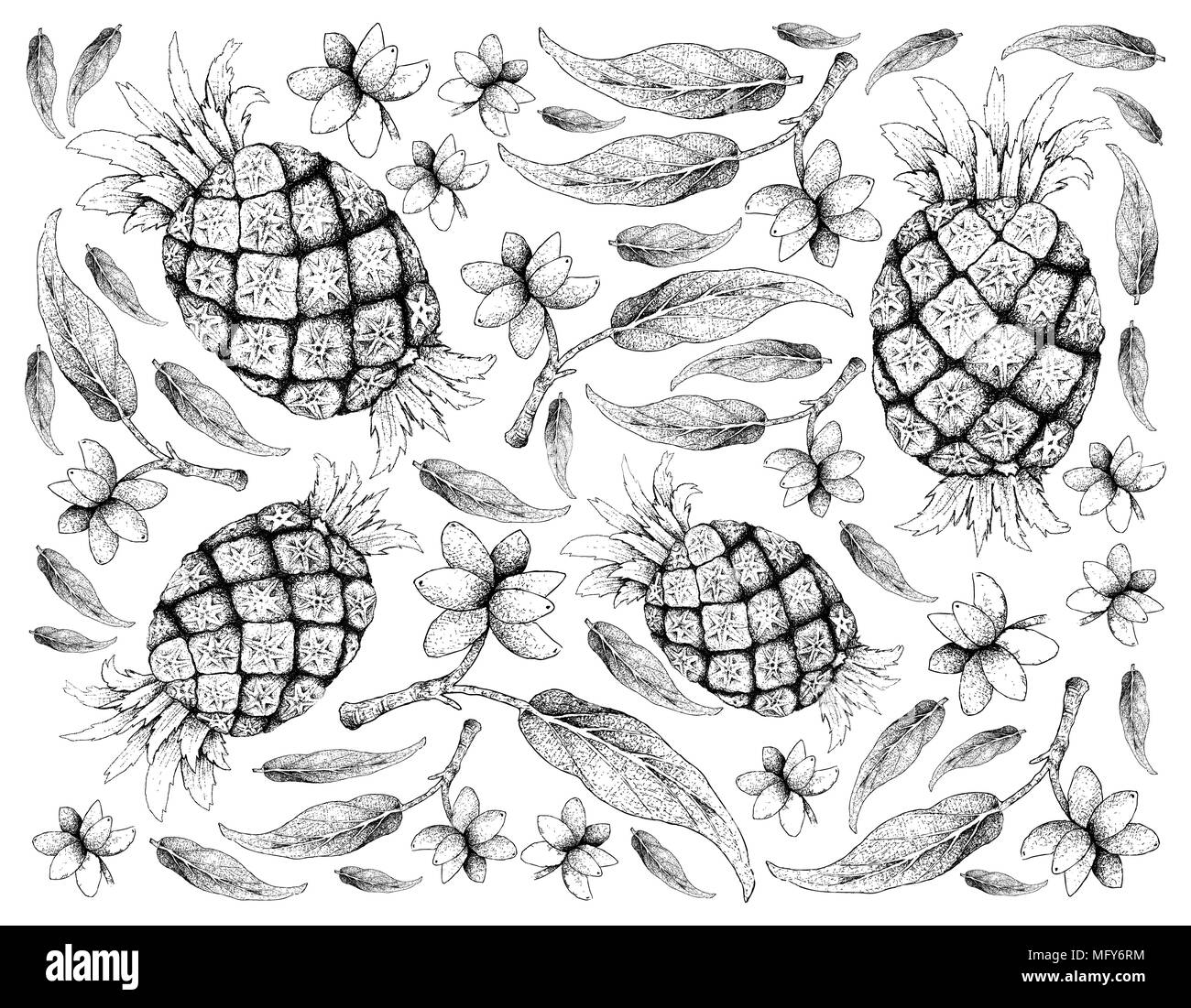 Aglaonema simplex Cut Out Stock Images & Pictures - Alamy