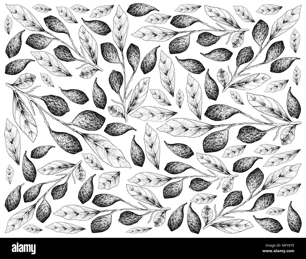 Tropical Fruits, Illustration Wallpaper Background of Hand Drawn Sketch ...