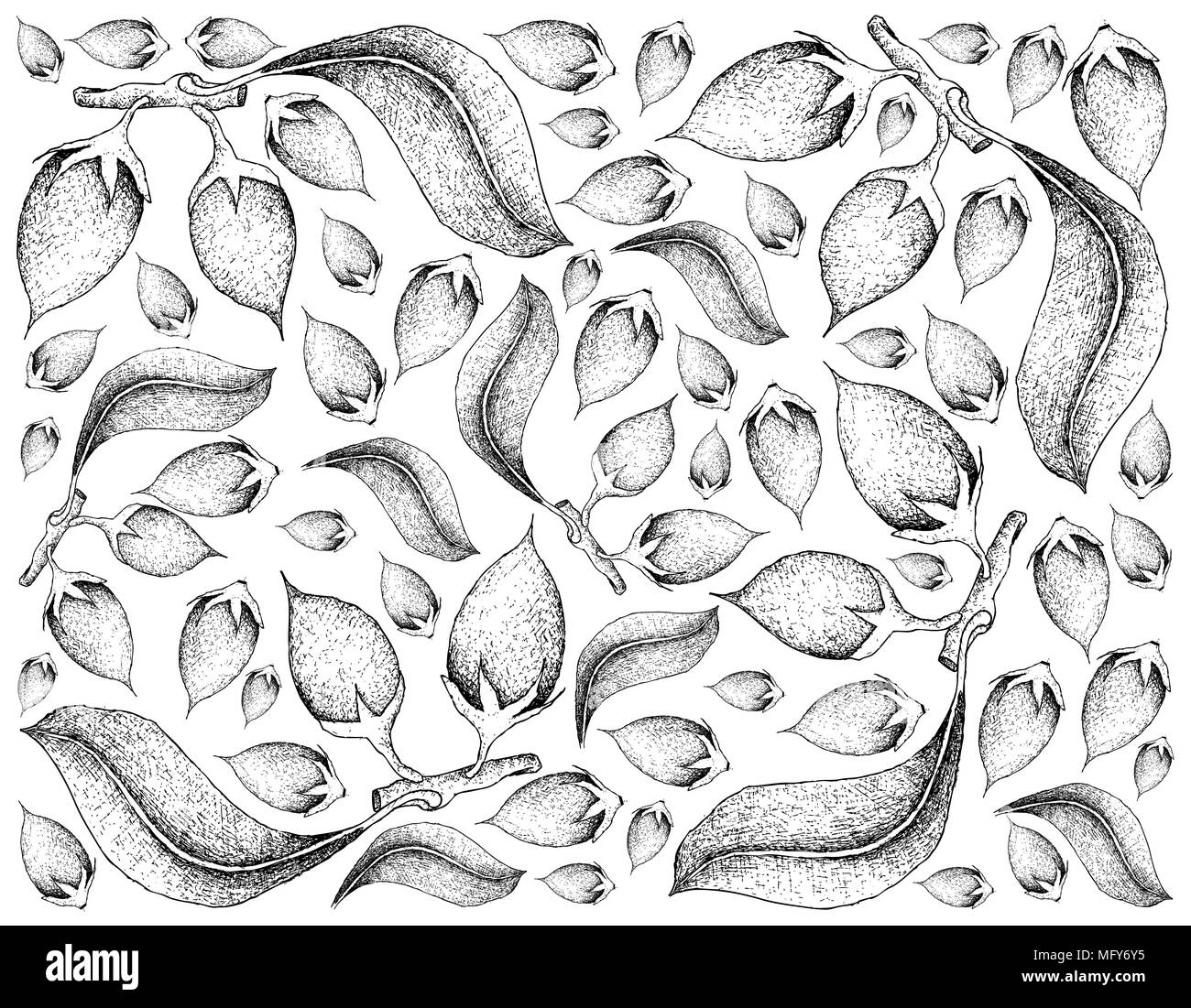 Tropical Fruits, Illustration Wallpaper Background of Hand Drawn Sketch ...