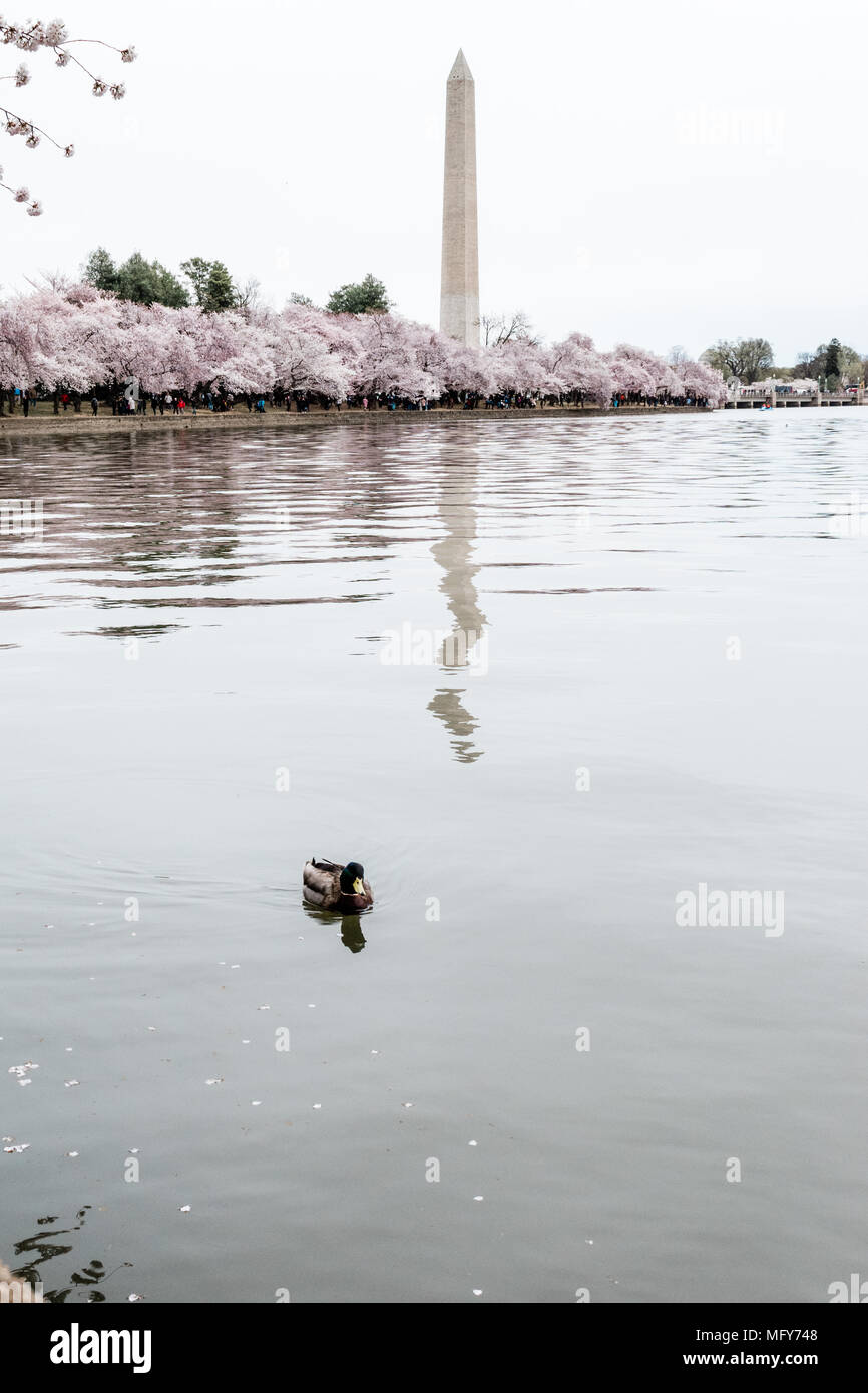 Washington Monument surrounded by cherry blossoms in peak season ...