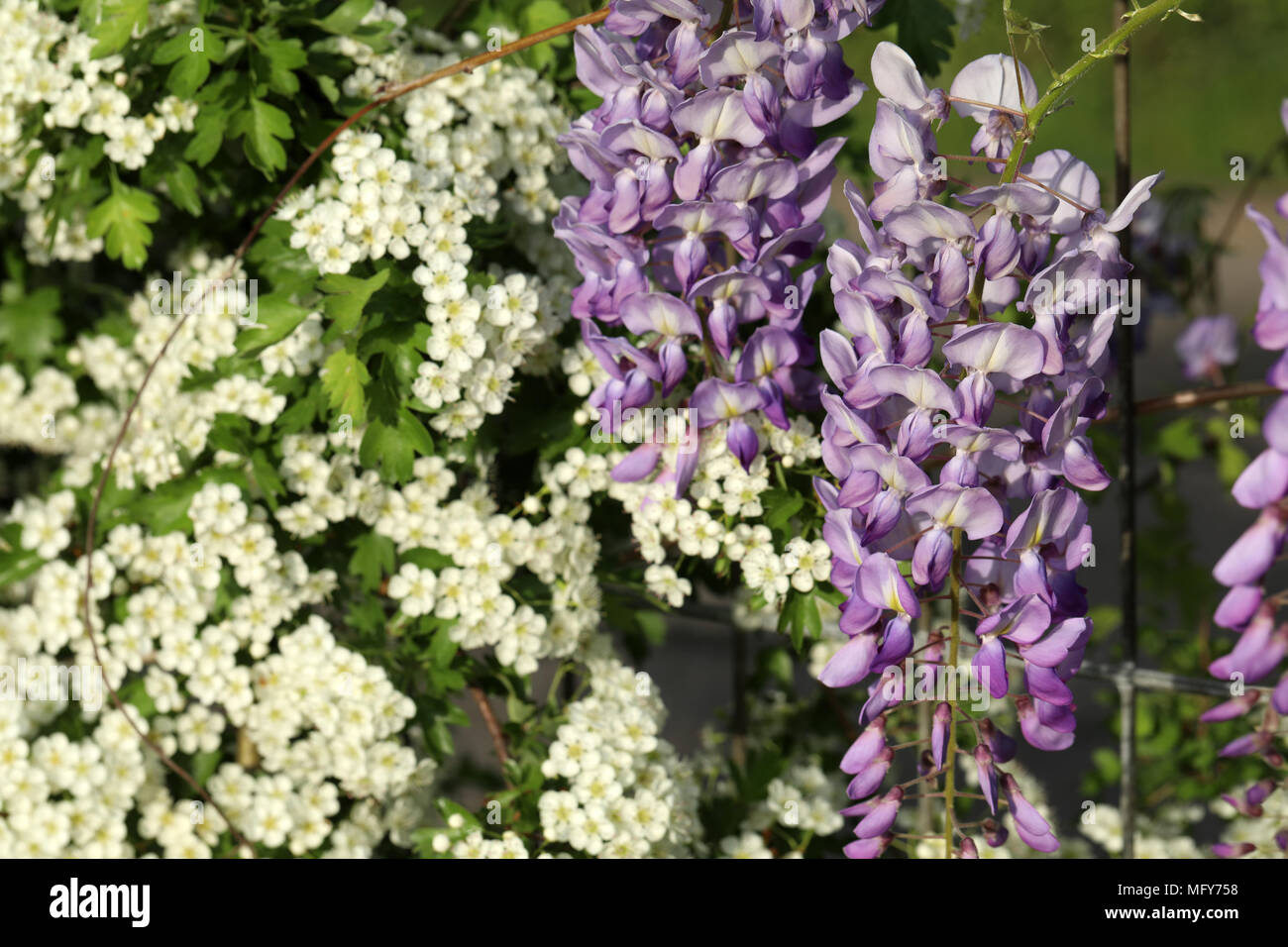 Wisteria Grove High Resolution Stock Photography and Images - Alamy