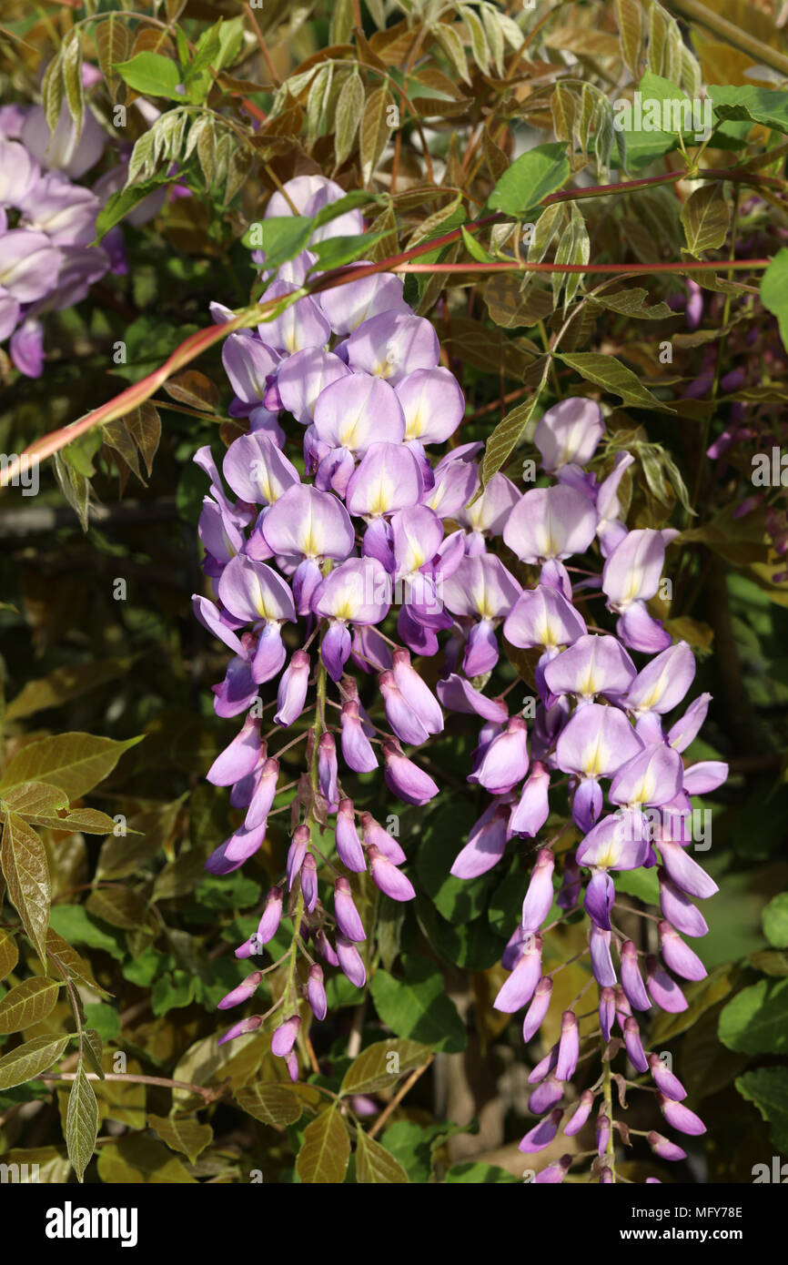 Wisteria Grove High Resolution Stock Photography and Images - Alamy