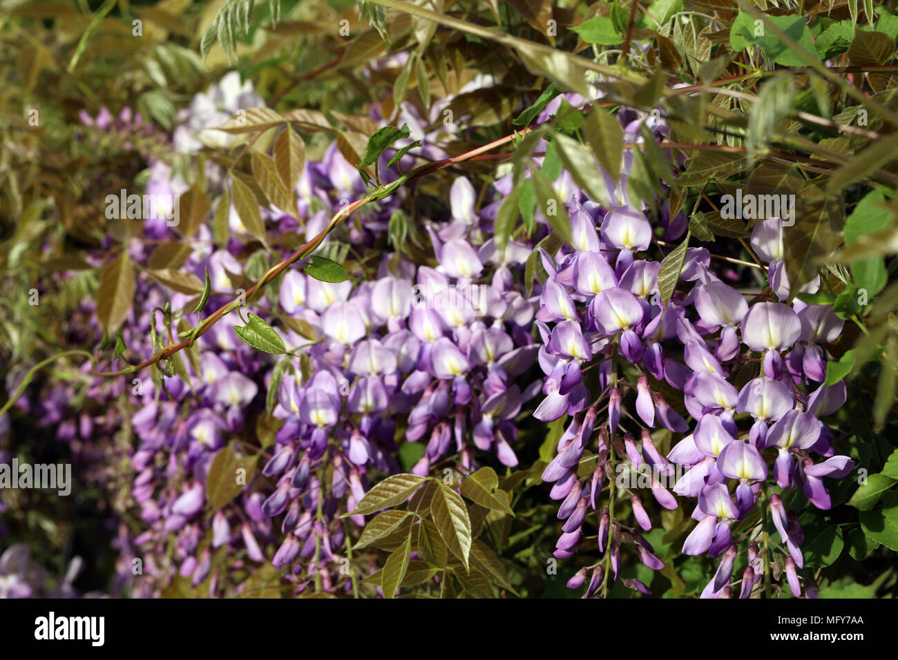 Wisteria grove hi-res stock photography and images - Alamy