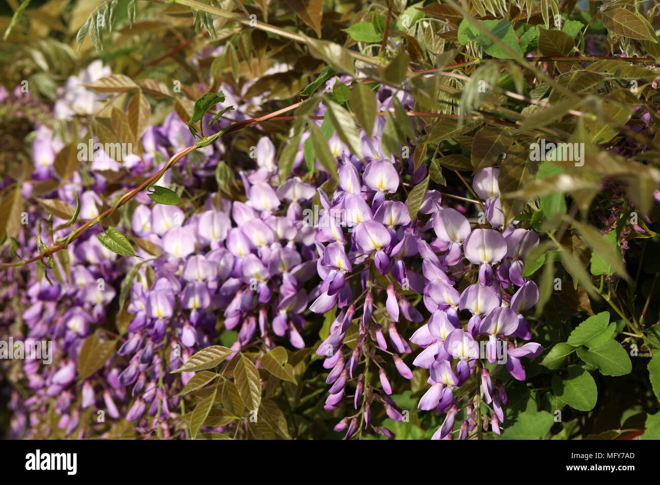 Wisteria Grove High Resolution Stock Photography and Images - Alamy