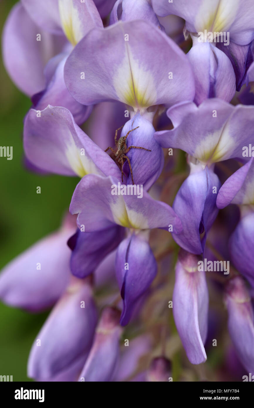 Wisteria Grove High Resolution Stock Photography and Images - Alamy