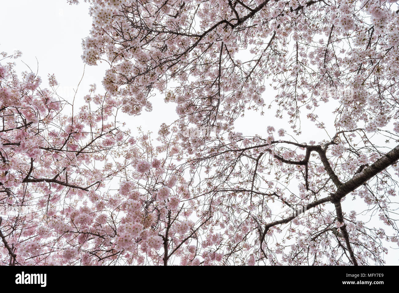 Exploding blossoms hi-res stock photography and images - Alamy