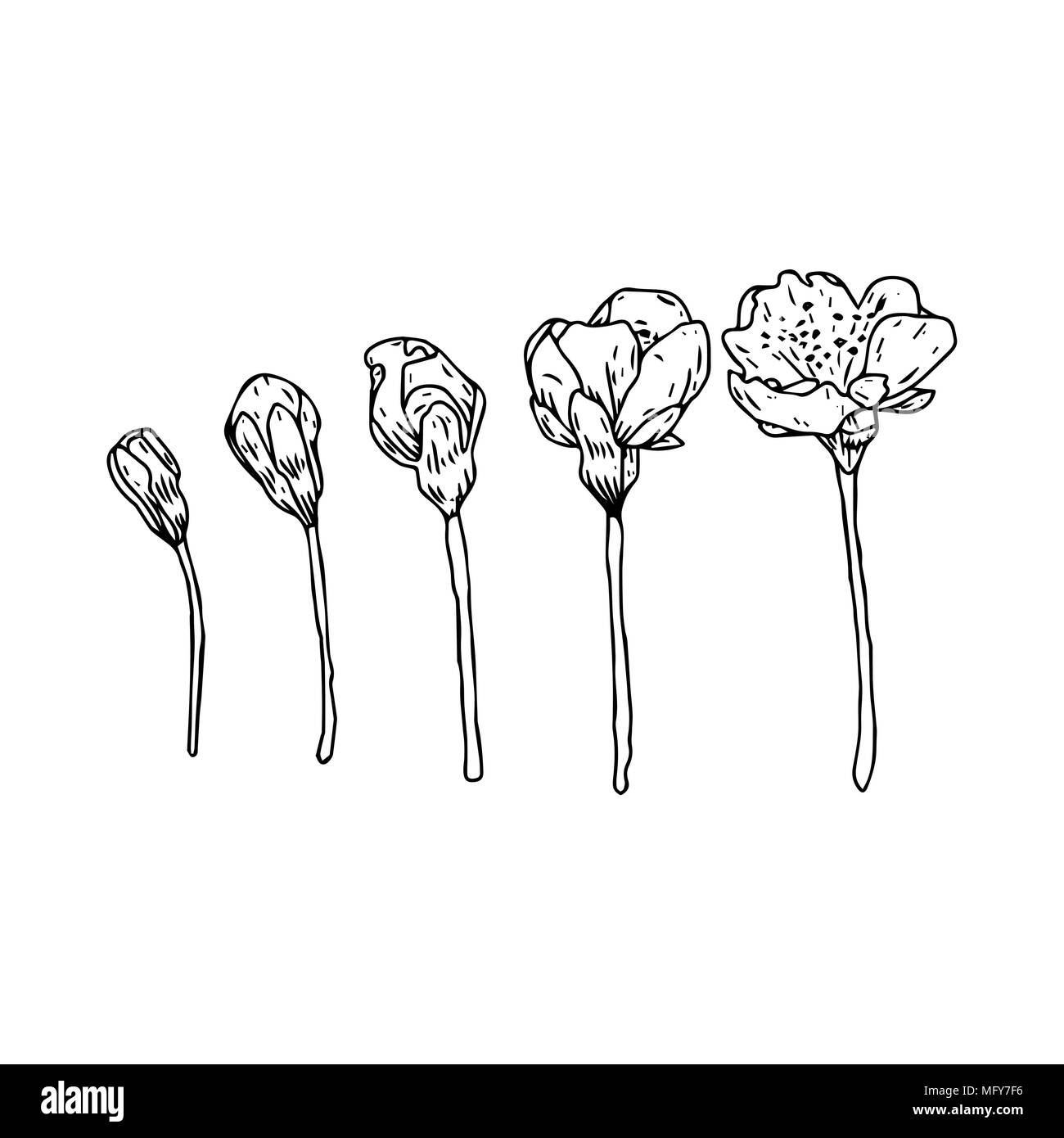flowers in vintage style. Spring blossom branches. Linear engraved art ...