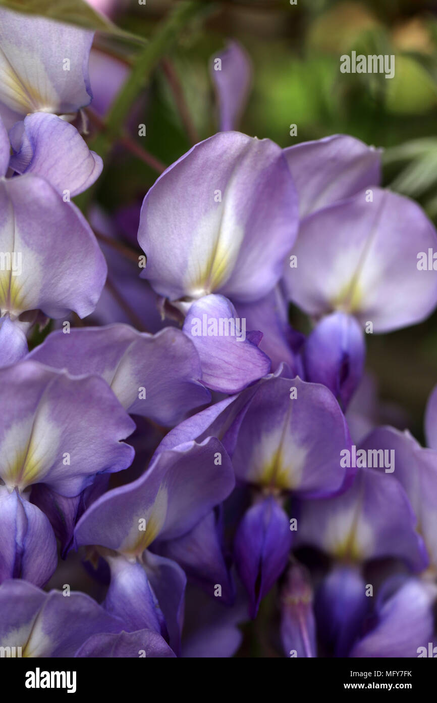 Wisteria grove hi-res stock photography and images - Alamy