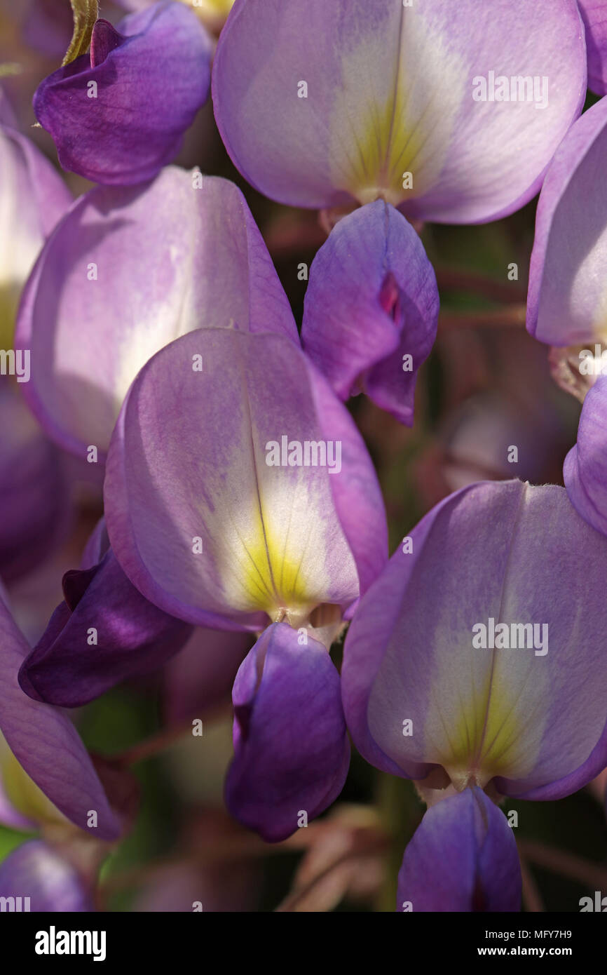 Wisteria grove hi-res stock photography and images - Alamy