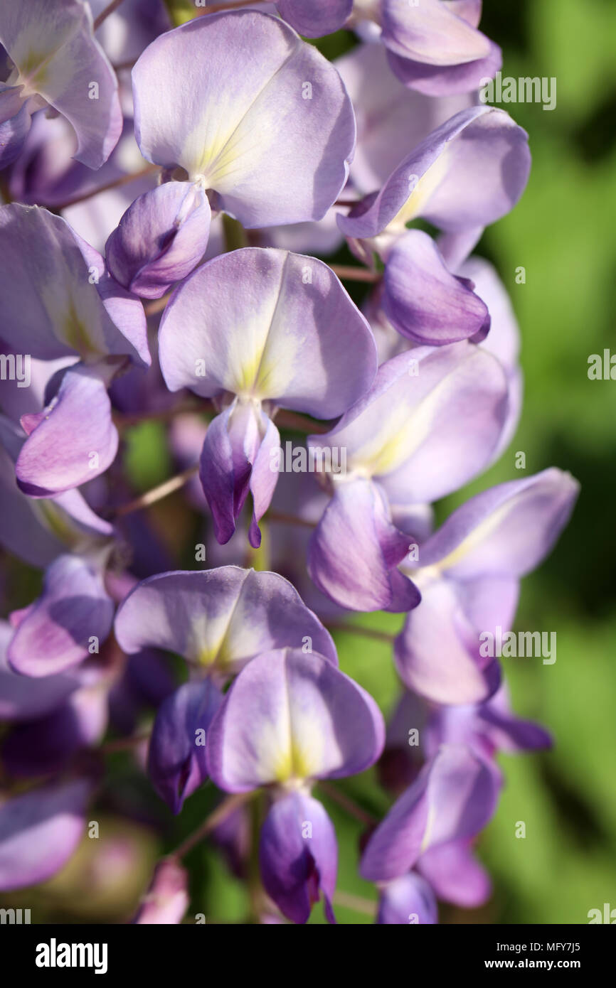 Wisteria Grove High Resolution Stock Photography and Images - Alamy