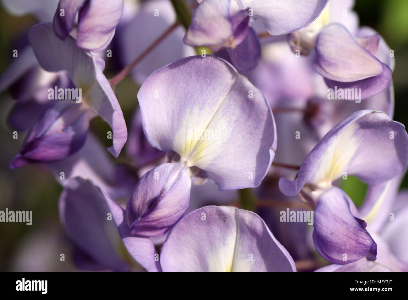 Wisteria Grove High Resolution Stock Photography and Images - Alamy