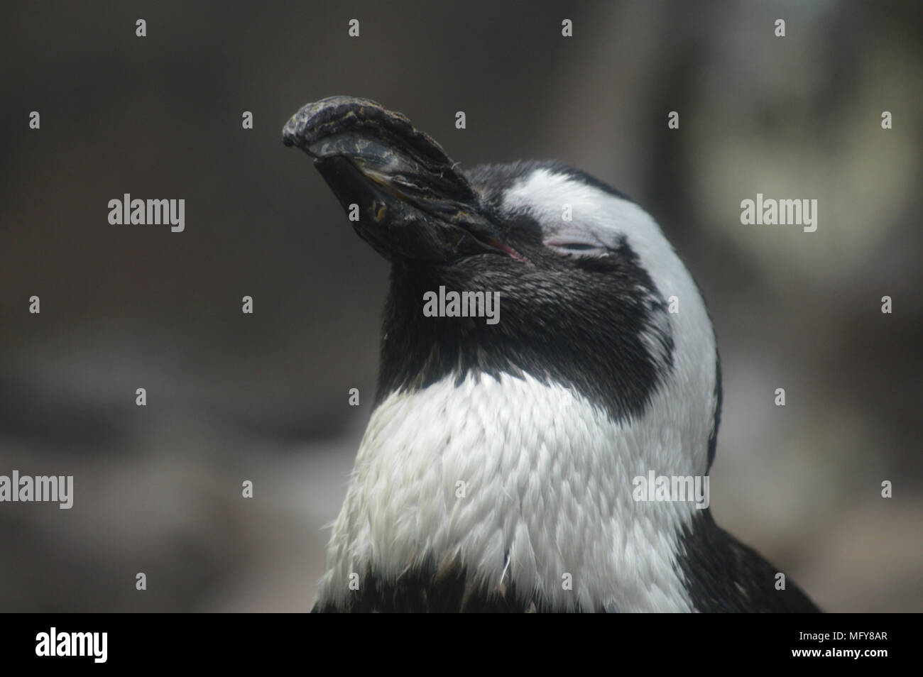 Penguin face hi-res stock photography and images - Alamy