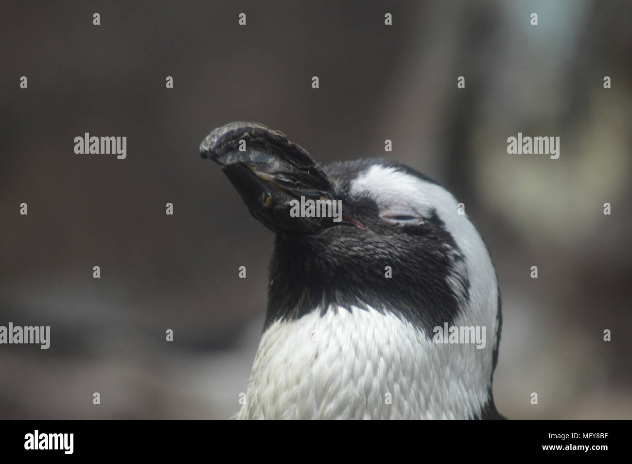 Penguin face hi-res stock photography and images - Alamy