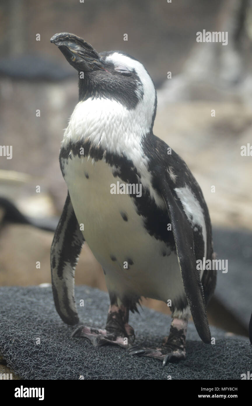 Penguin face hi-res stock photography and images - Alamy