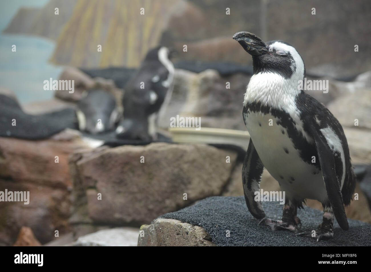 Penguin face hi-res stock photography and images - Alamy