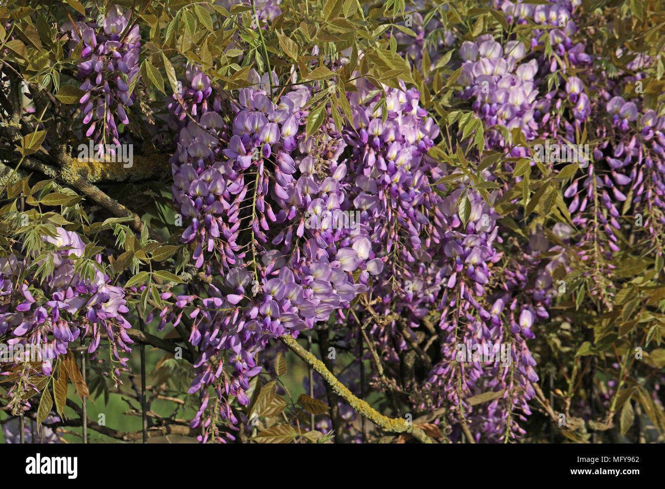 Wisteria Grove High Resolution Stock Photography and Images - Alamy