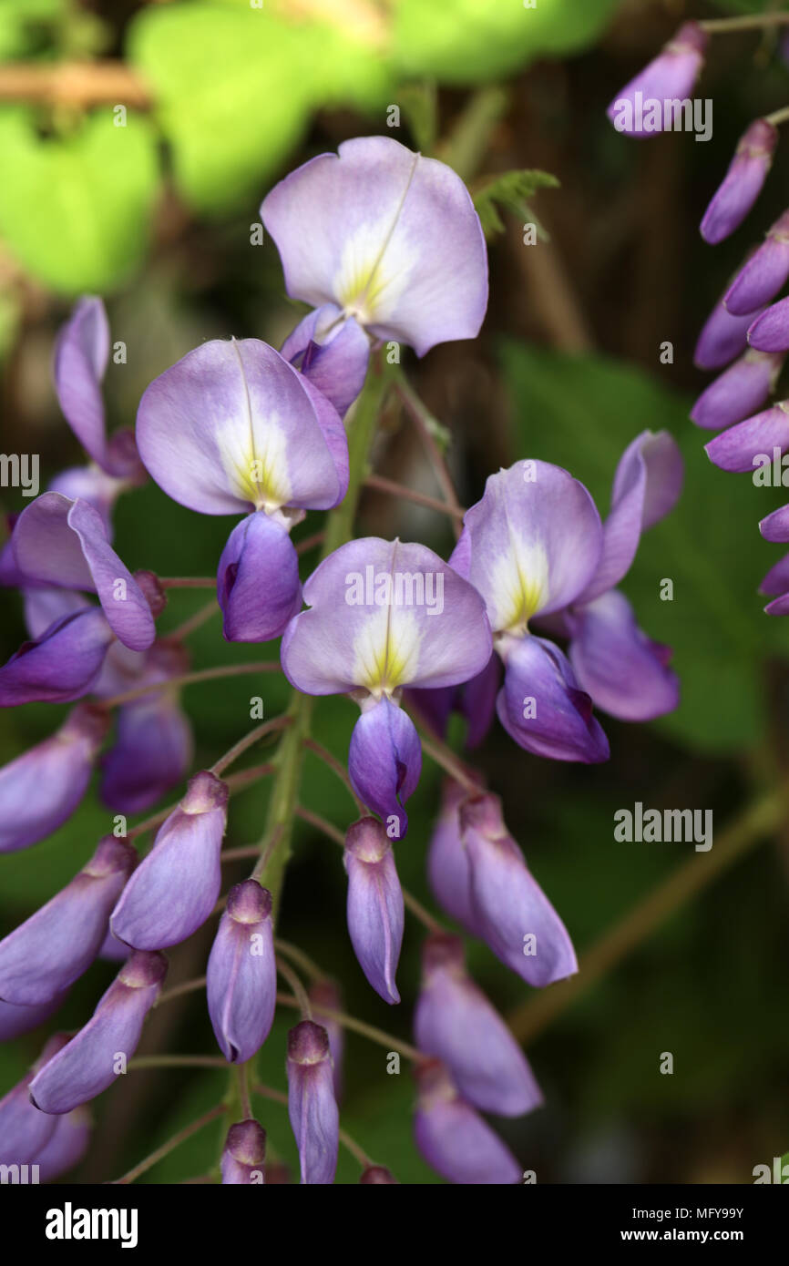 Wisteria grove hi-res stock photography and images - Alamy