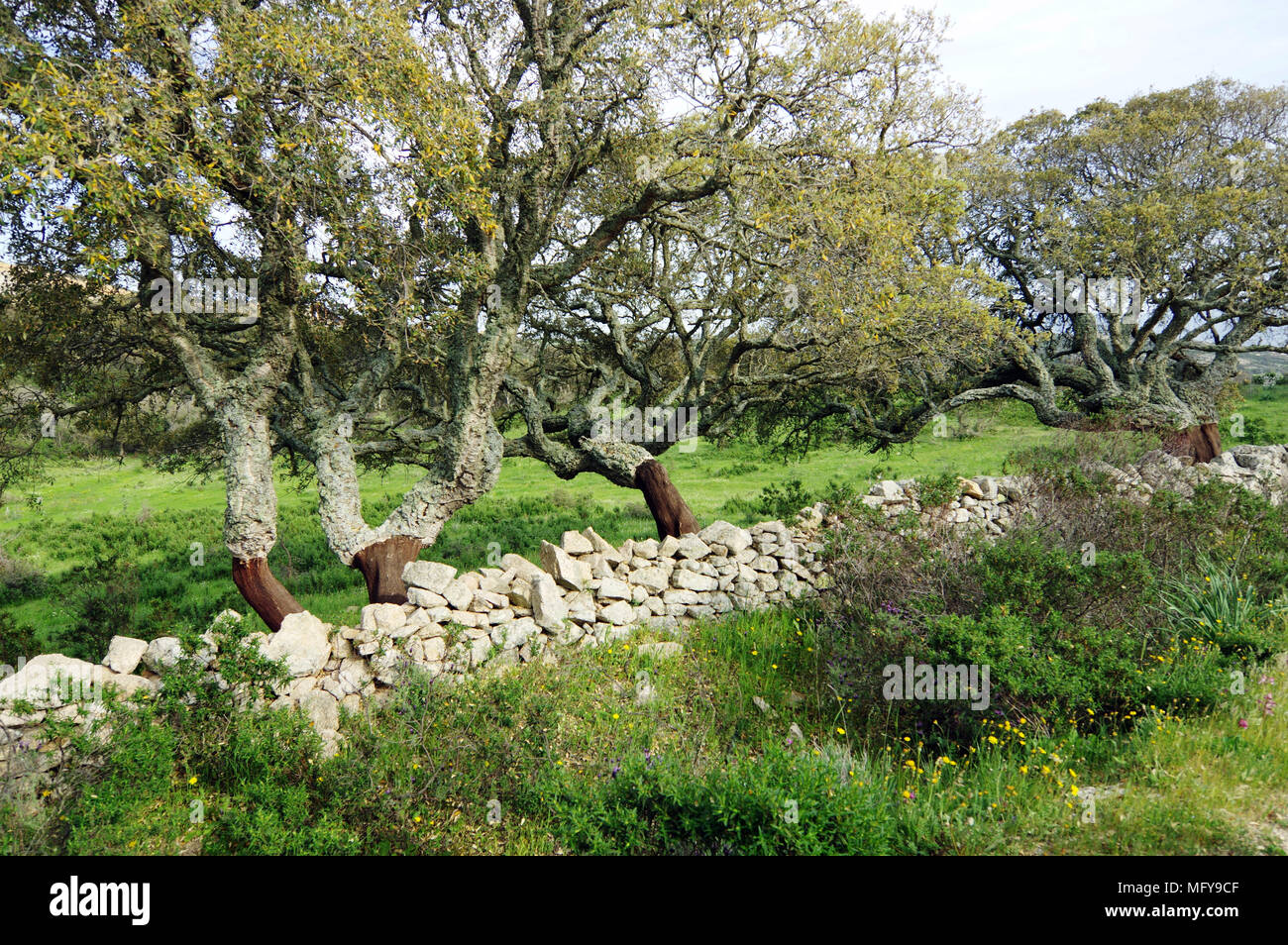 Gallura, Sardinia. Cork-oak (Quecus suber Stock Photo - Alamy