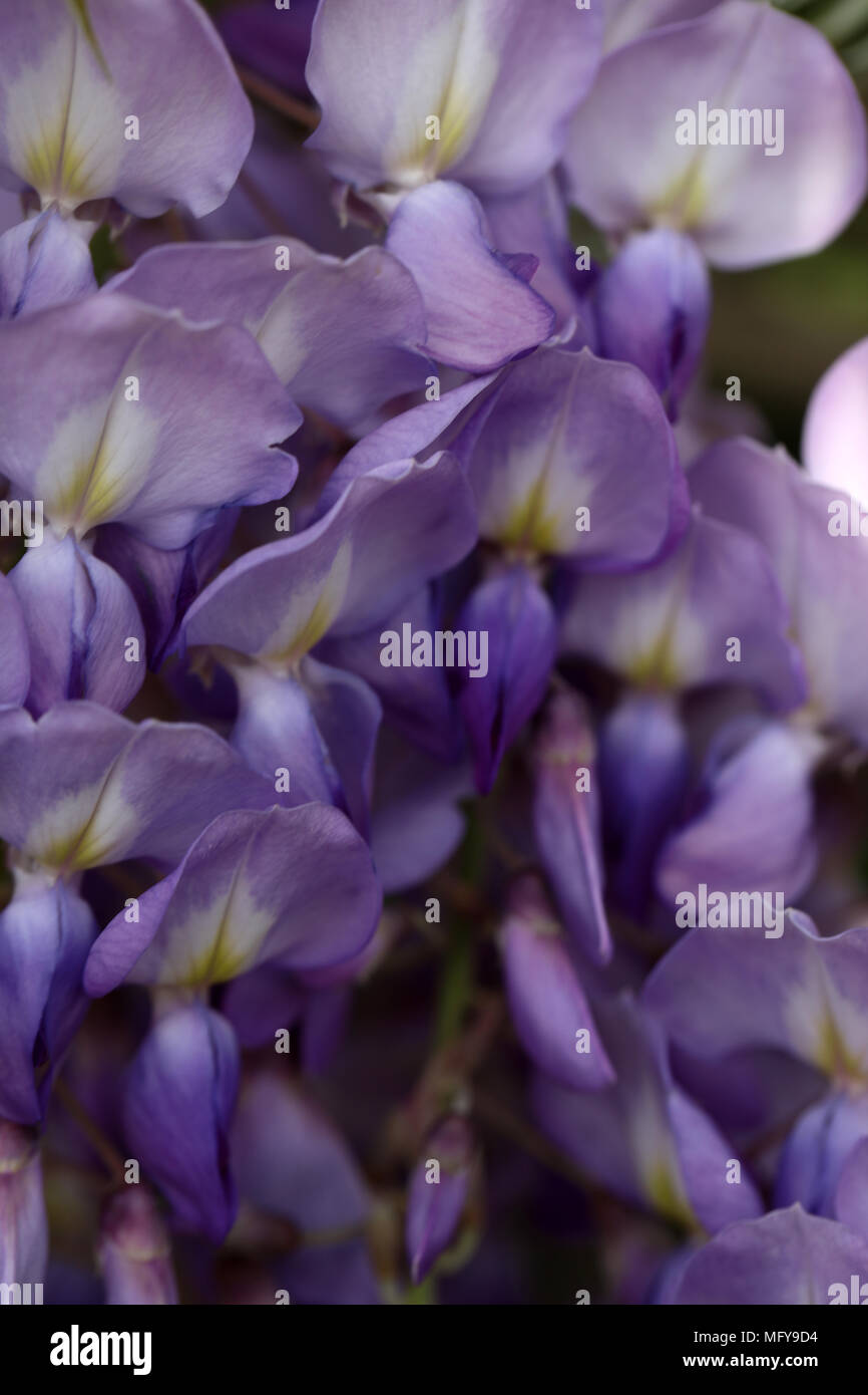 Wisteria grove hi-res stock photography and images - Alamy
