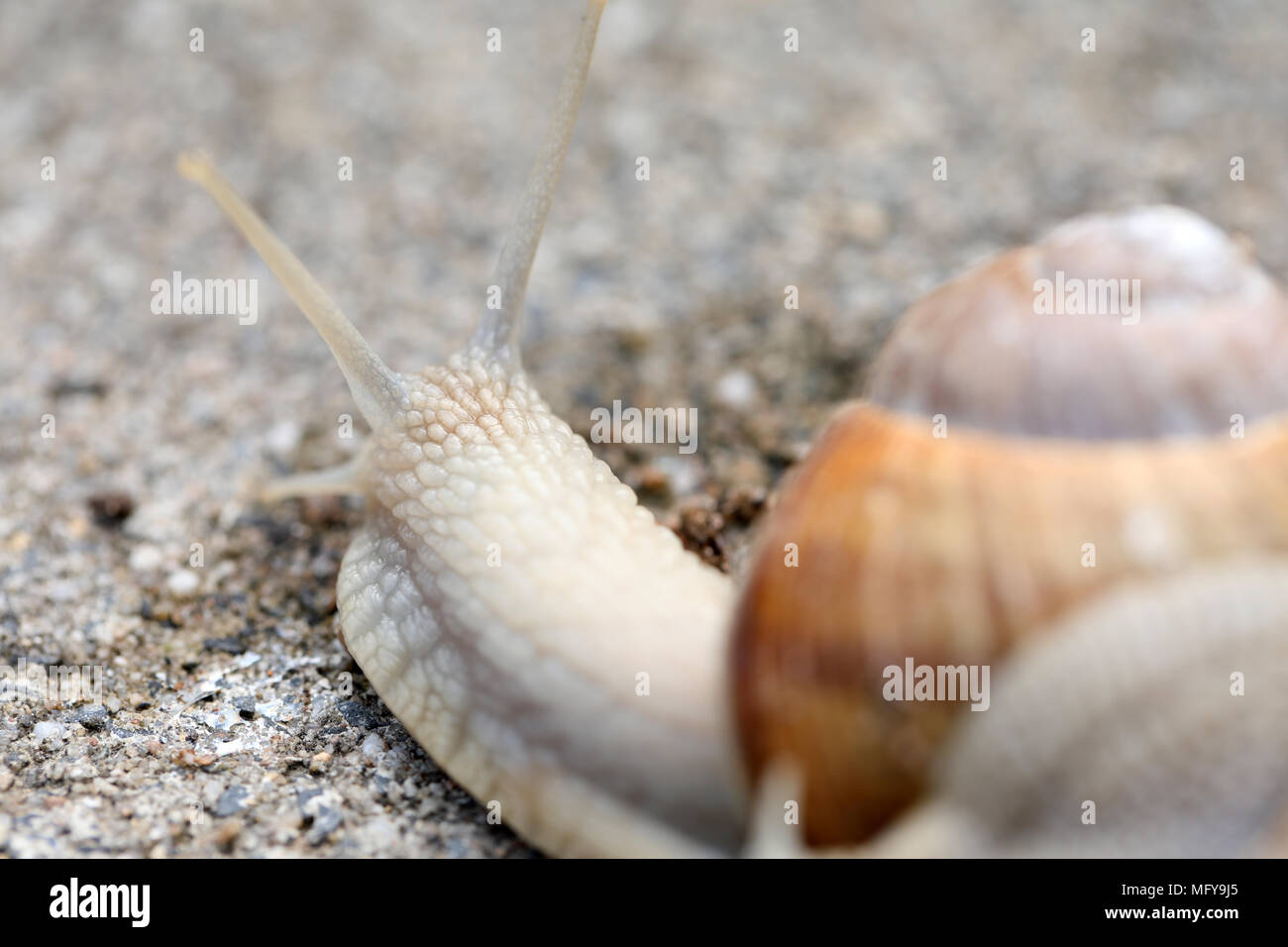 Two snails crawl Stock Photo - Alamy