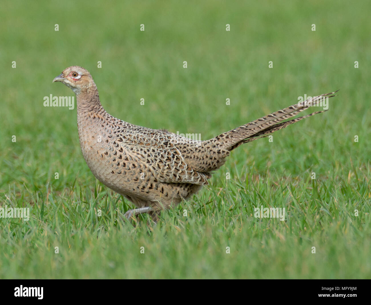 Female pheasant hi-res stock photography and images - Alamy