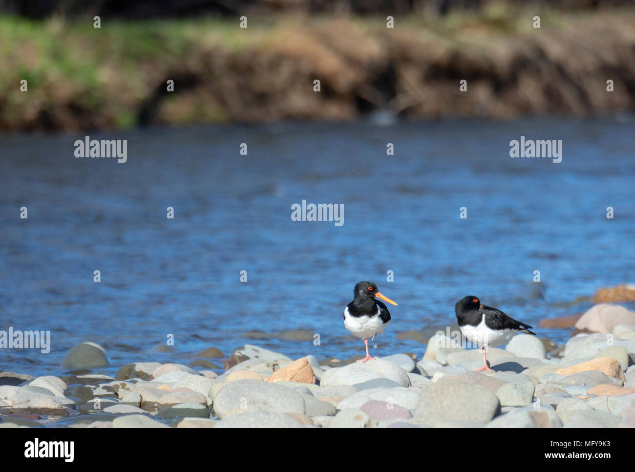 River ettrick hi-res stock photography and images - Alamy
