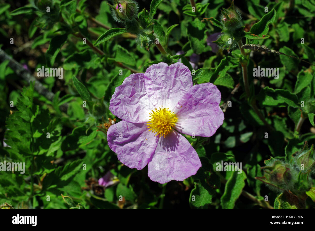 Pink rock rose (cistus incanus) close-up in Sardinia, Italy Stock Photo ...
