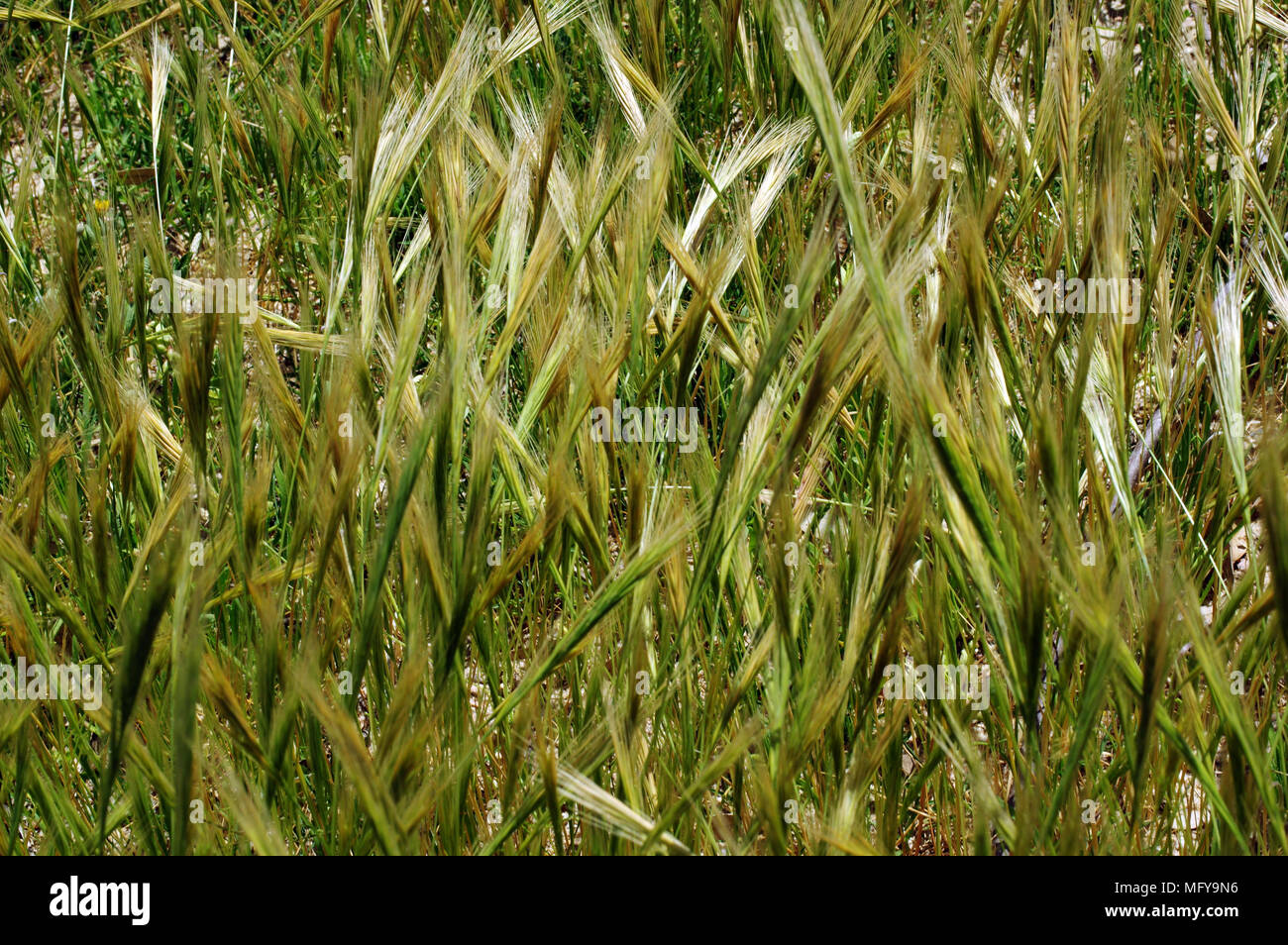 Foxtail Barley Stock Photos & Foxtail Barley Stock Images - Alamy