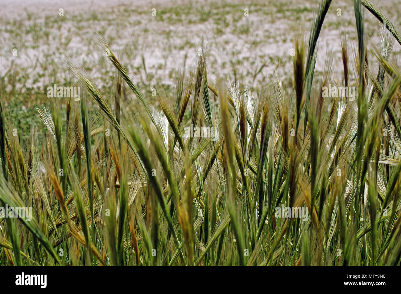 Wild barley (hordeum murinum) close-up, Location Palau, Sardinia, Italy ...