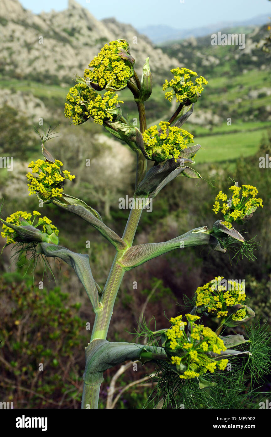 Ferula communis hi-res stock photography and images - Alamy