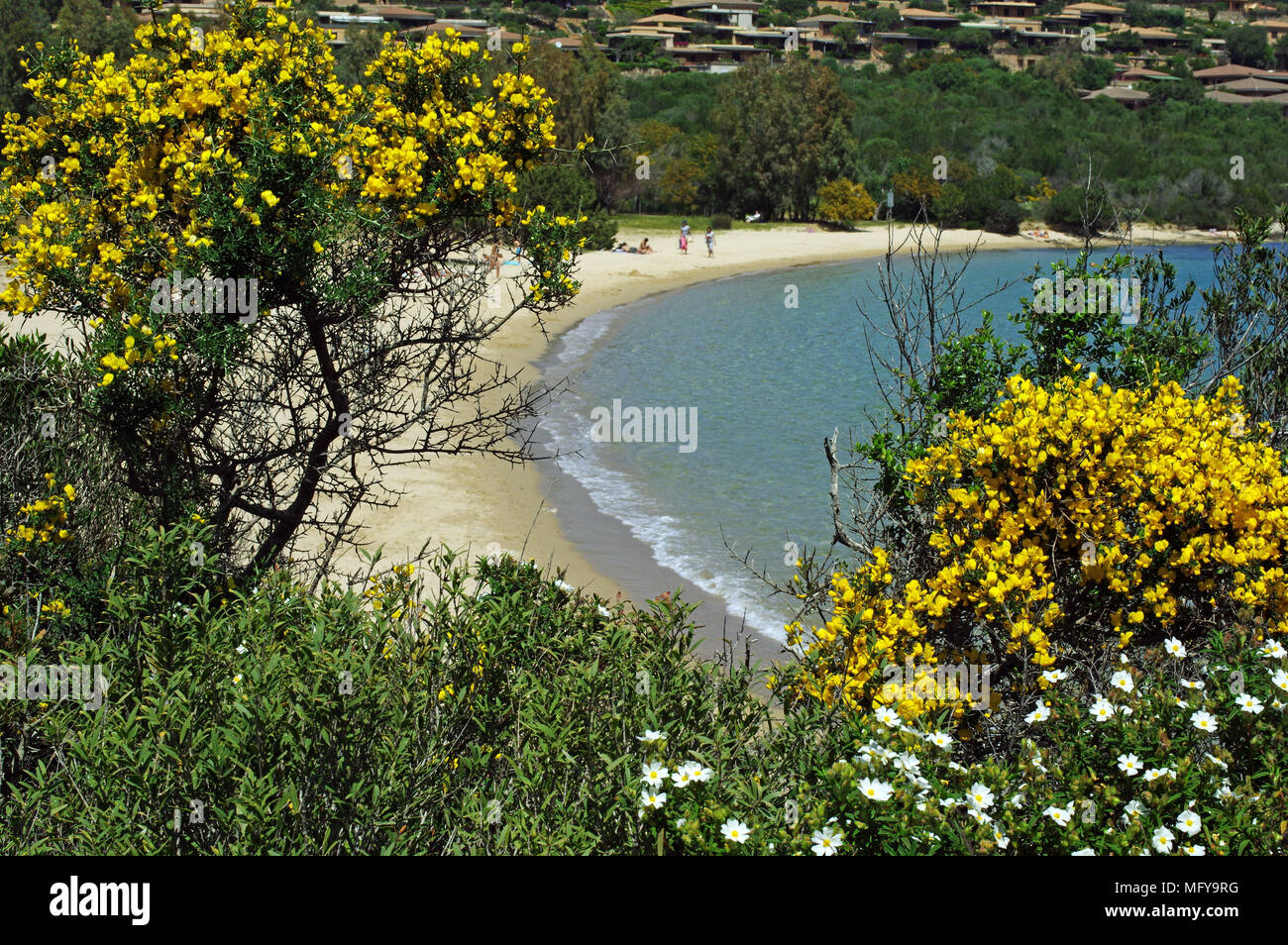 Wild broom (genista) flowering in Sardinia, Porto Mannu beach, Palau ...
