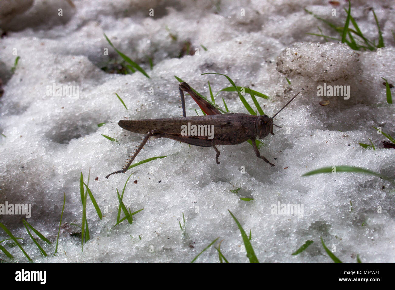 Acrotylus hi-res stock photography and images - Alamy